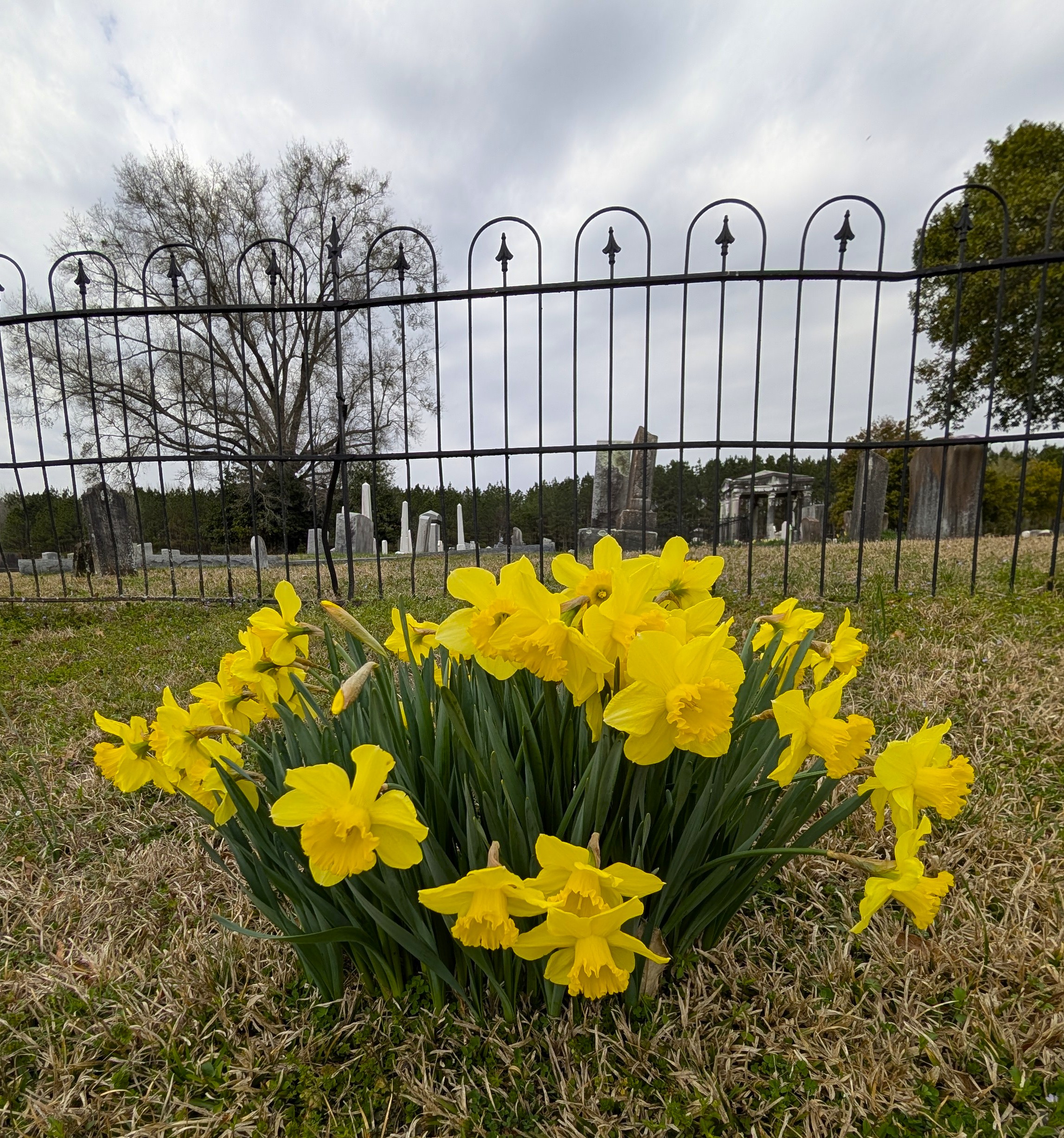 Daffodils – Evergreen Cemetery